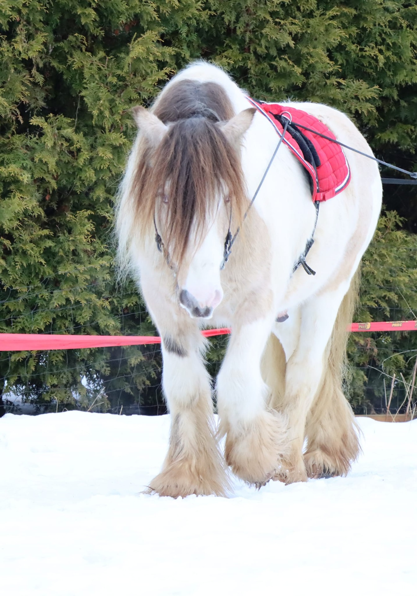 Norsk Gypsy Cob Forening